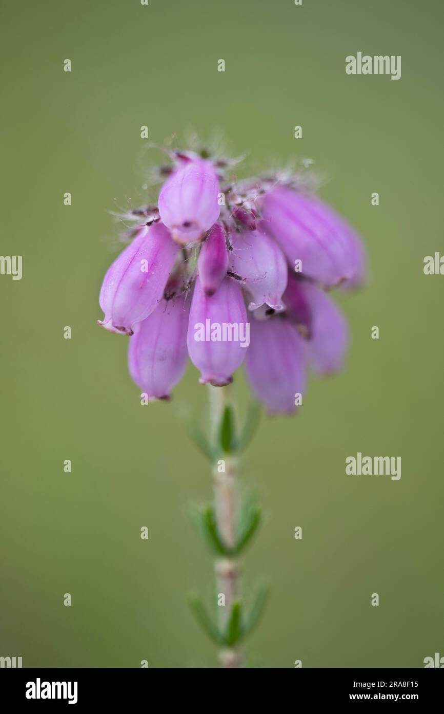 Cross-leaved heath (Erica tetralix), Emsland, Lower Saxony, Germany ...