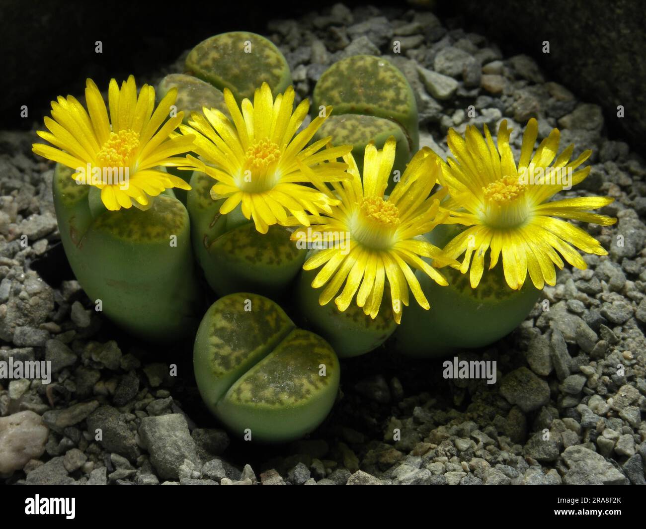 Lithops bromfieldii v. insularis cv. sulphura, C362 Living stones Stock ...