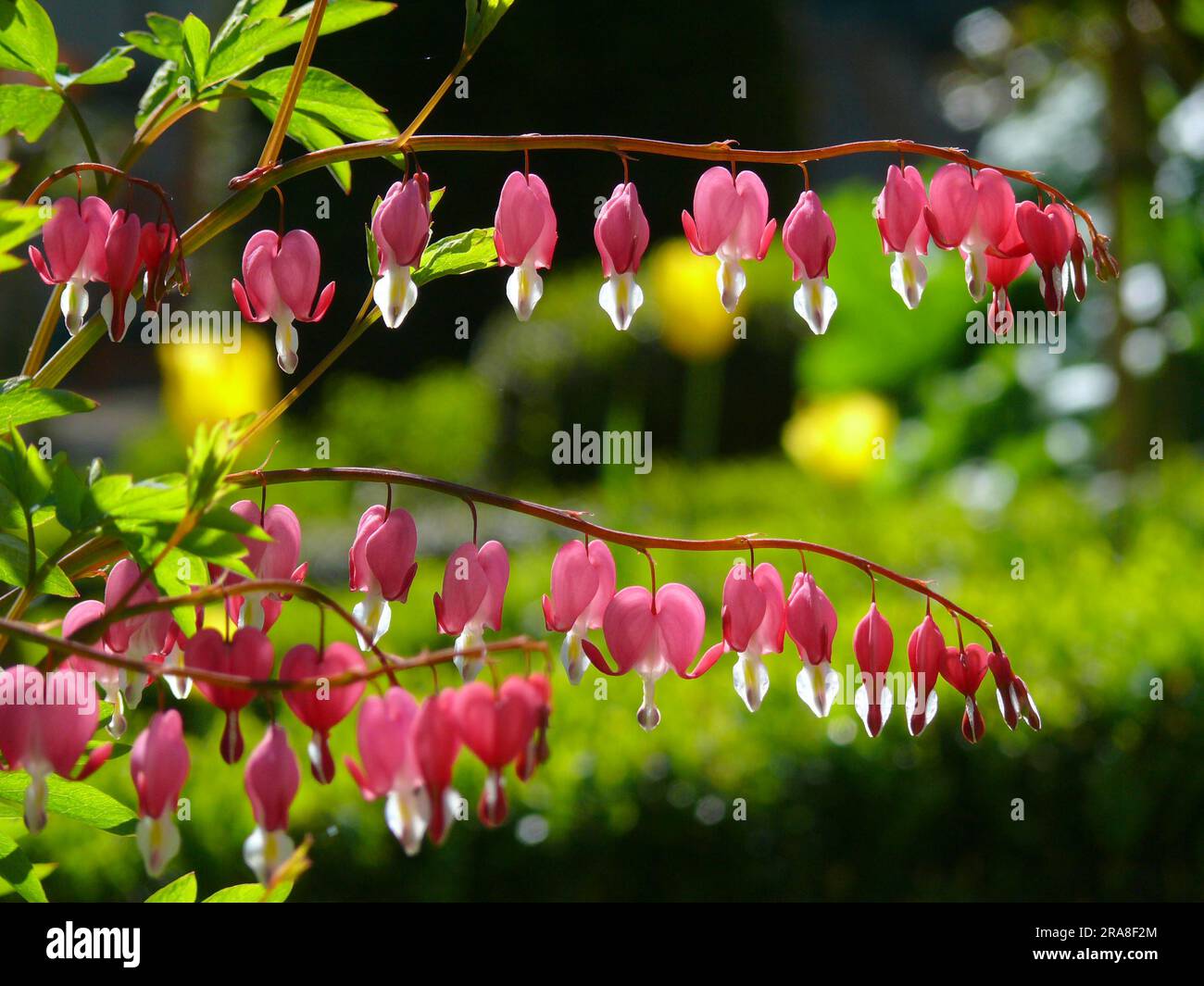 Tearing Heart, bleeding-heart (Dicentra), Bleeding Heart, False Heart ...