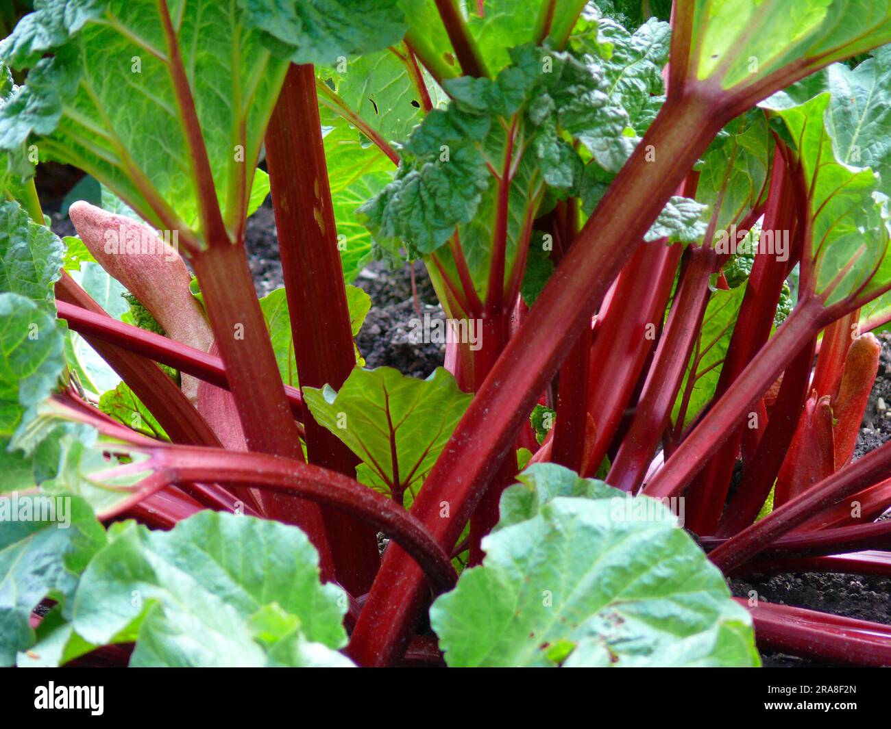 Common rhubarb (Rheum rhabarbarum), Rhubarb Stock Photo - Alamy