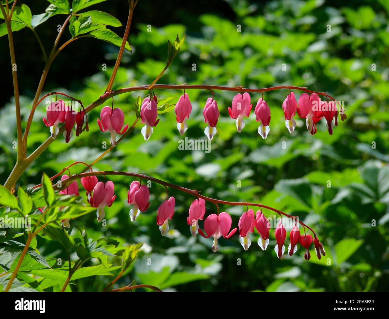Tearing Heart, bleeding-heart (Dicentra), Bleeding Heart, False Heart, Flaming Heart, Flying ...