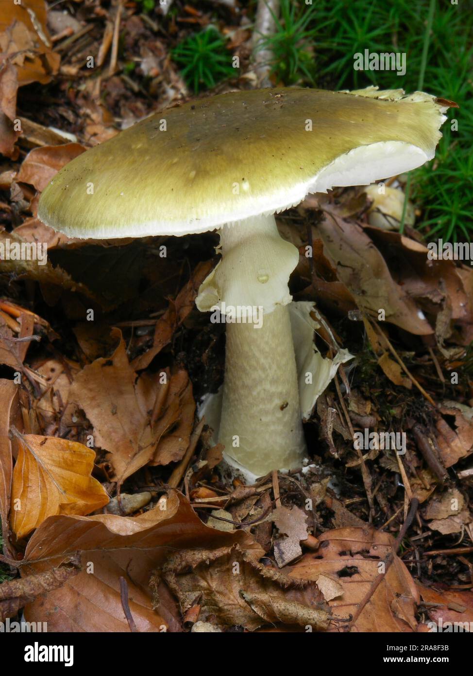 Amanita phalloides, green button mushroom Stock Photo - Alamy