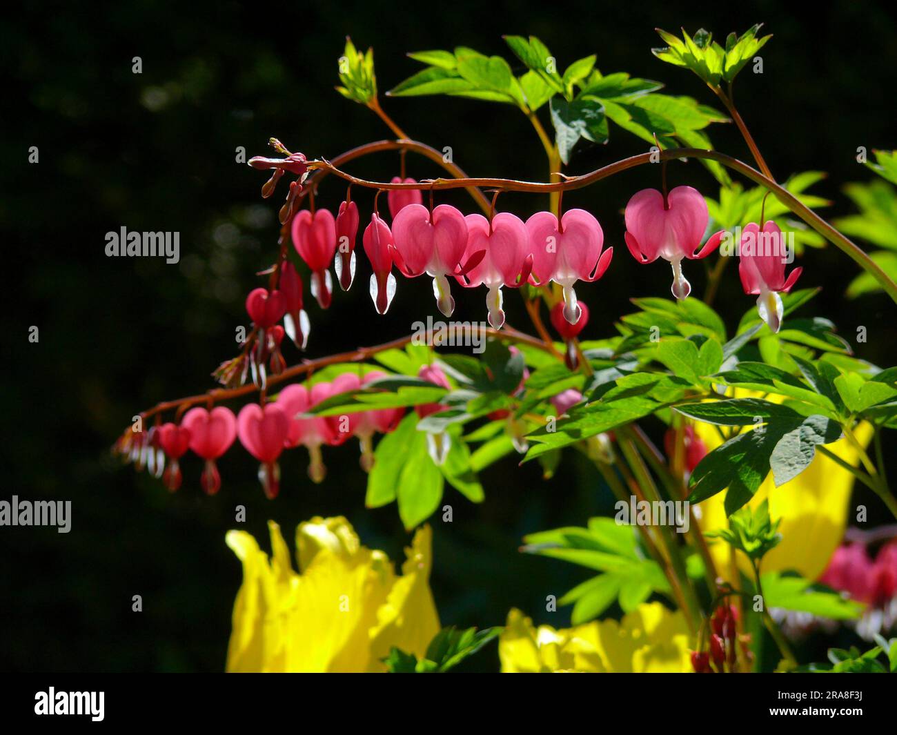 Tearing Heart, bleeding-heart (Dicentra), Bleeding Heart, False Heart ...