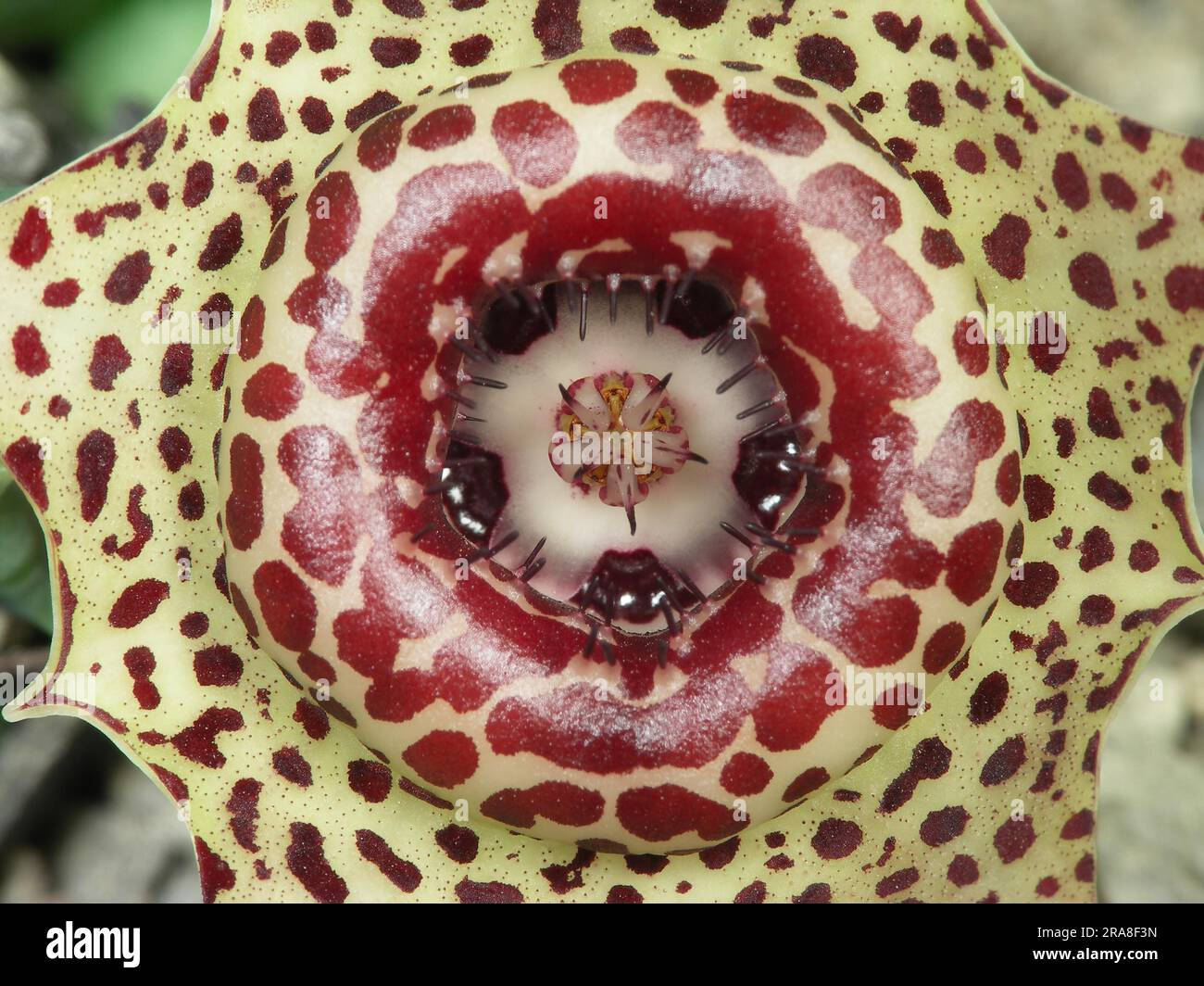 South bethany hi-res stock photography and images - Alamy