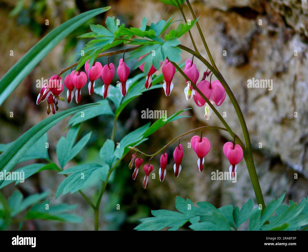 Tearing Heart, bleeding-heart (Dicentra), Bleeding Heart, False Heart ...