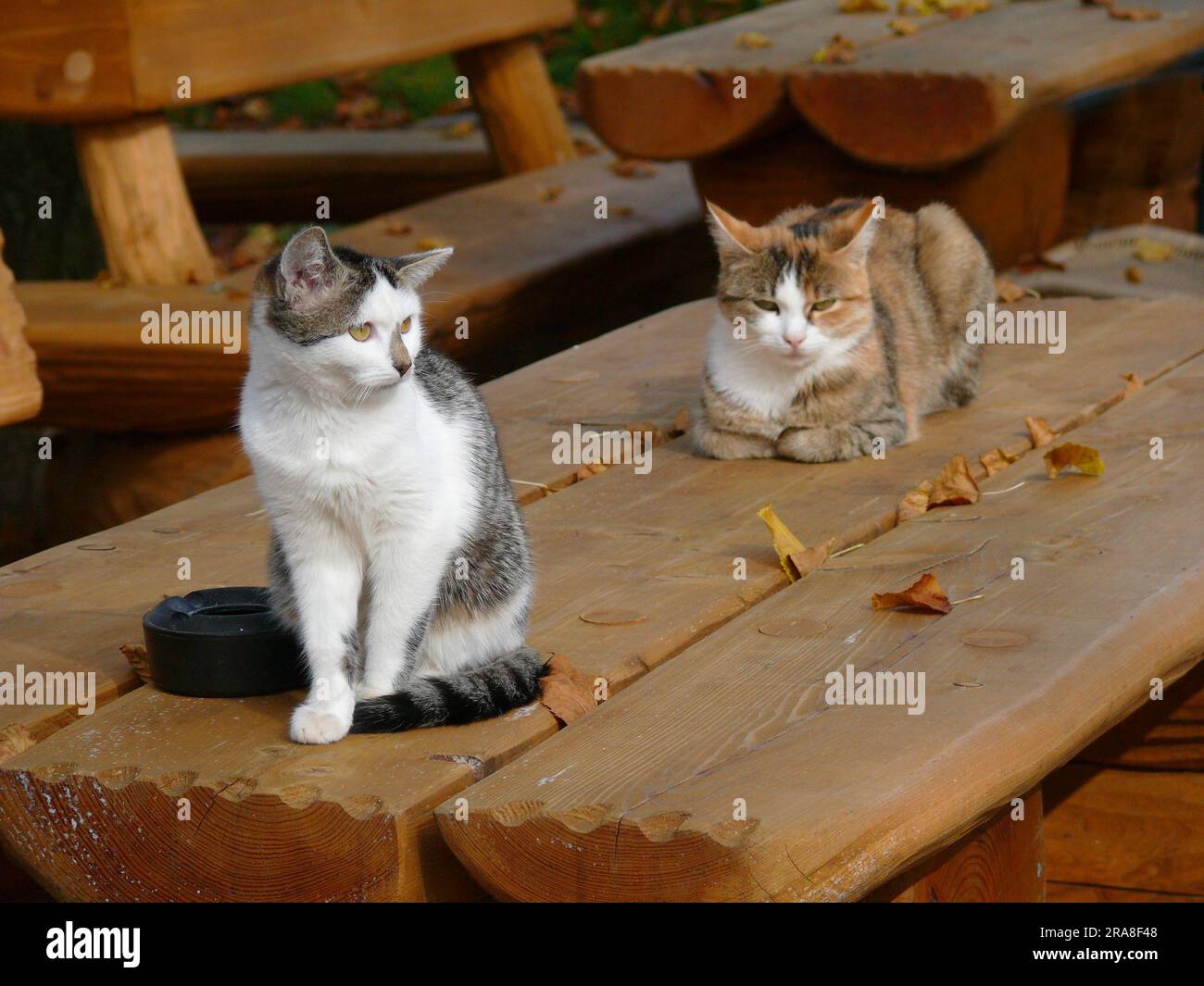 Cute cats on bench hi-res stock photography and images - Alamy