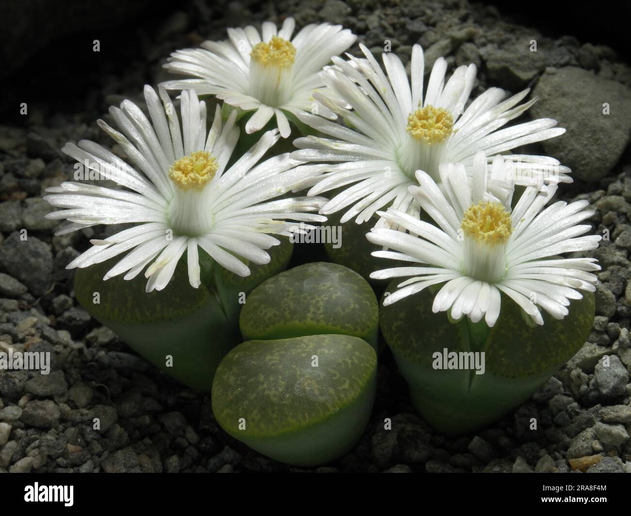 Lithops lesliei cv. Albinica, Living Stones Stock Photo - Alamy