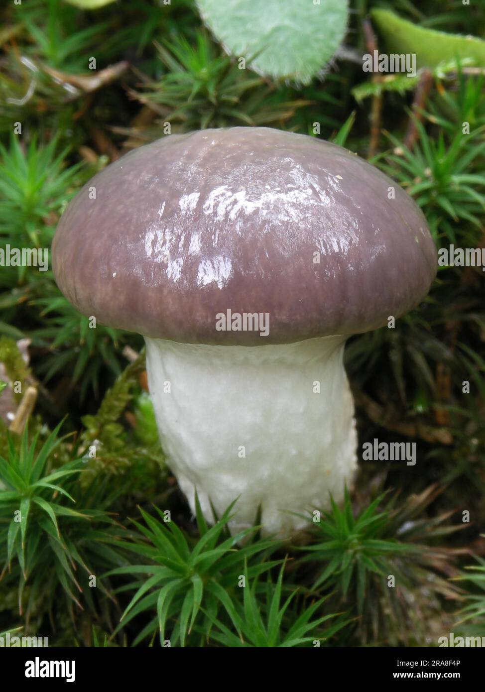 Cow's mouth, slimy spike-cap (Gomphidius glutinosus Stock Photo - Alamy