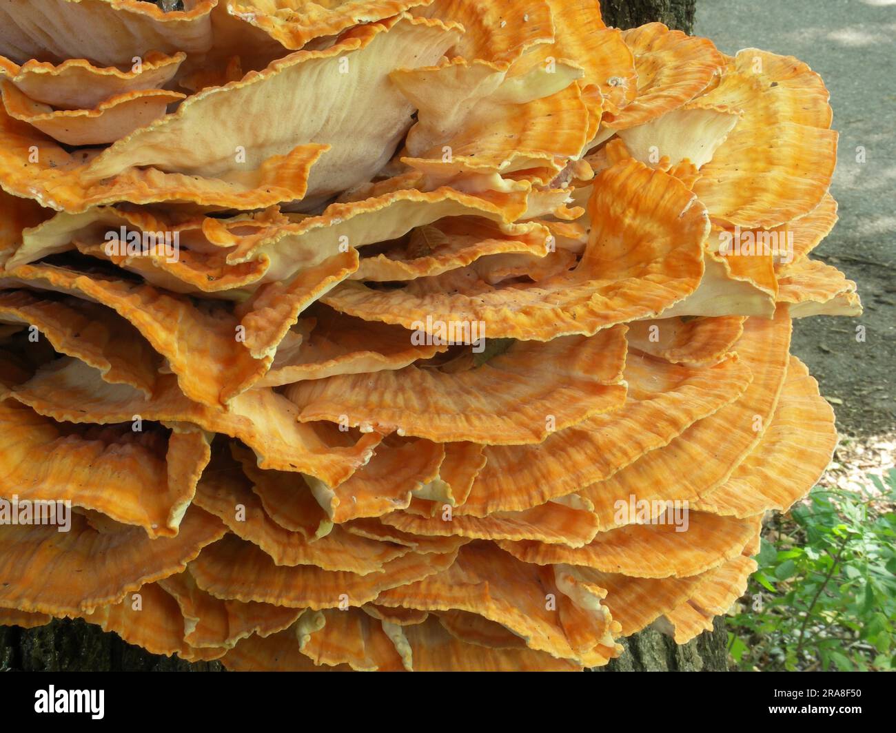 Giant polypore (Meripilus giganteus), giant porling on oak tree Stock ...