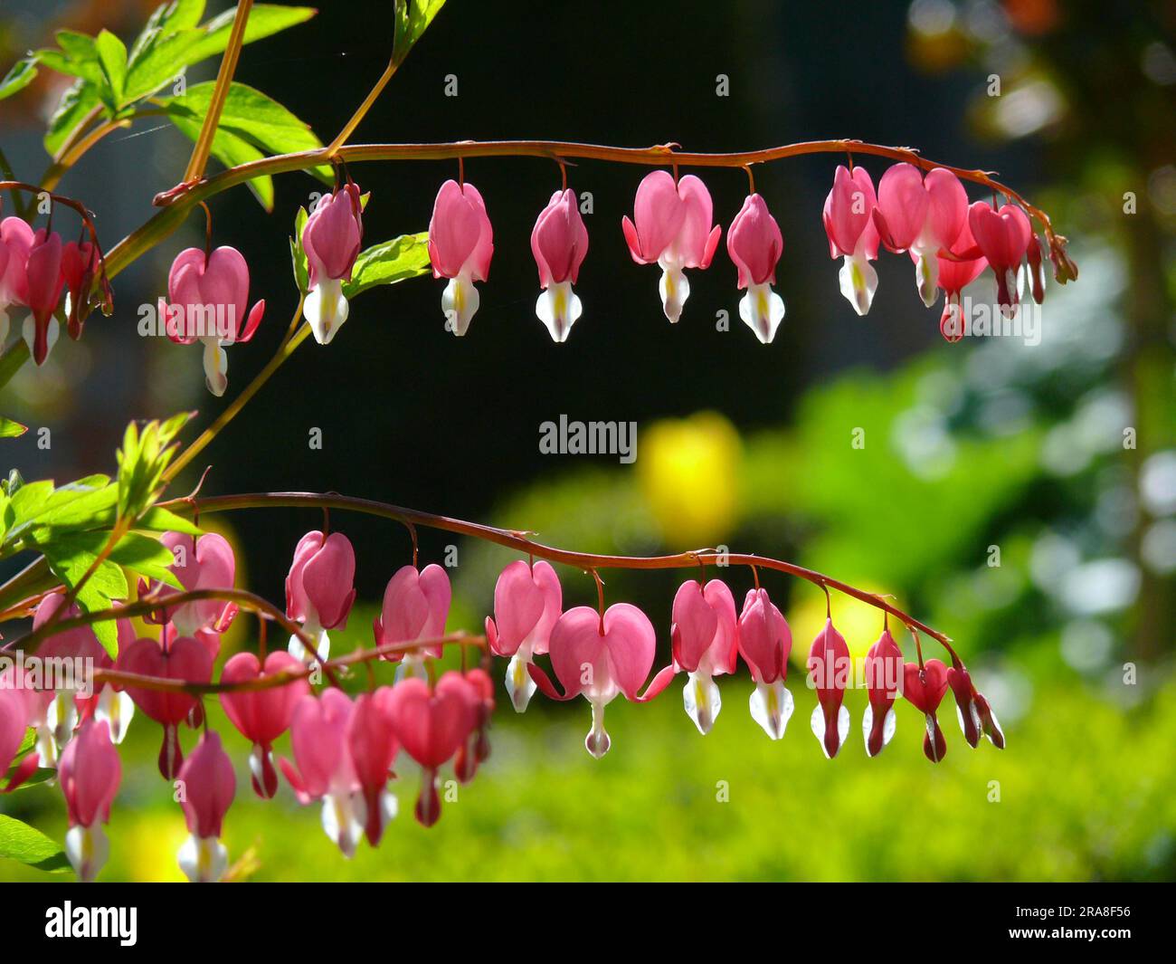 Tearing Heart, bleeding-heart (Dicentra), Bleeding Heart, False Heart, Flaming Heart, Flying ...