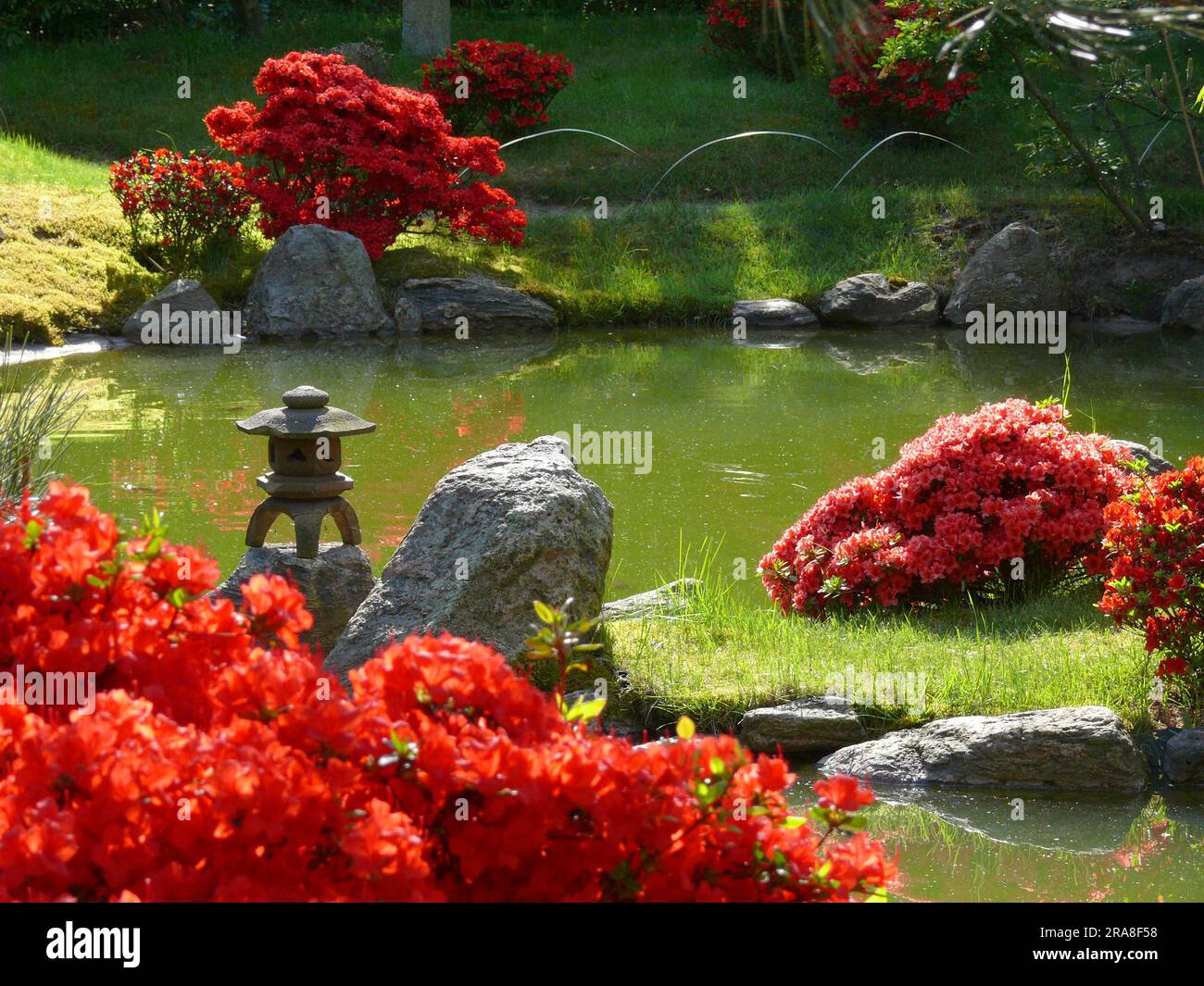 Azaleas, Japanese bonsai garden in Schwilowsee, OT. Ferch, Brandenburg ...