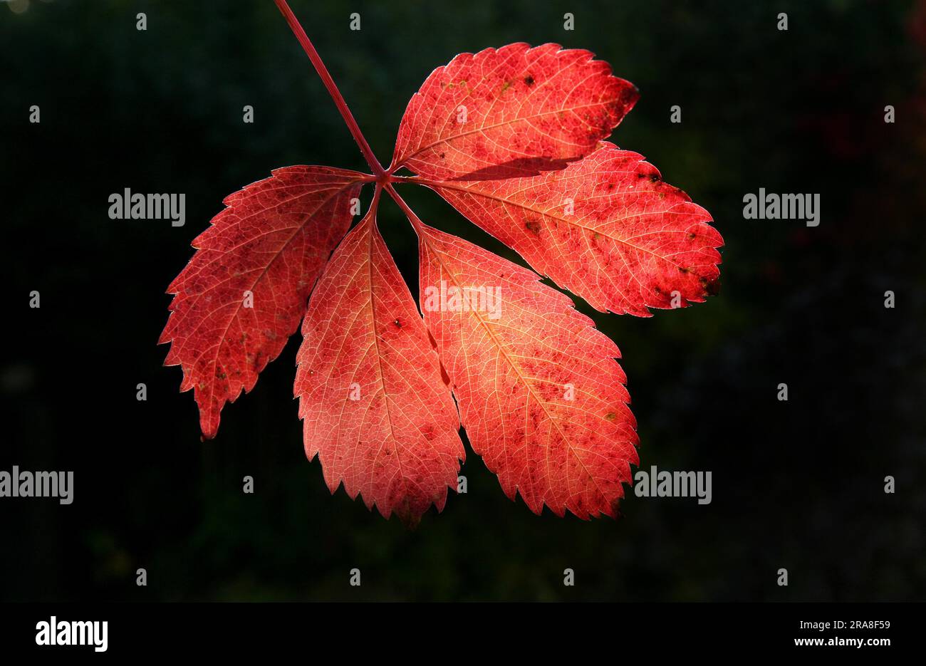 Different leaf structure hi-res stock photography and images - Alamy