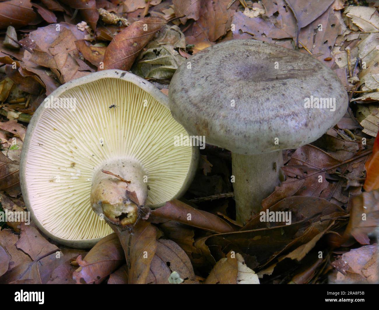 Banded cap hi-res stock photography and images - Alamy