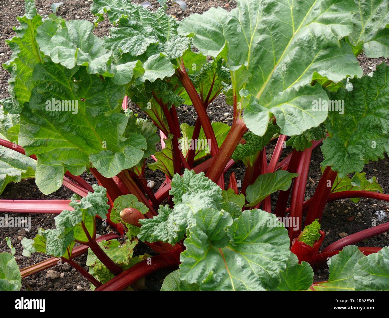 Common rhubarb (Rheum rhabarbarum), Rhubarb Stock Photo - Alamy