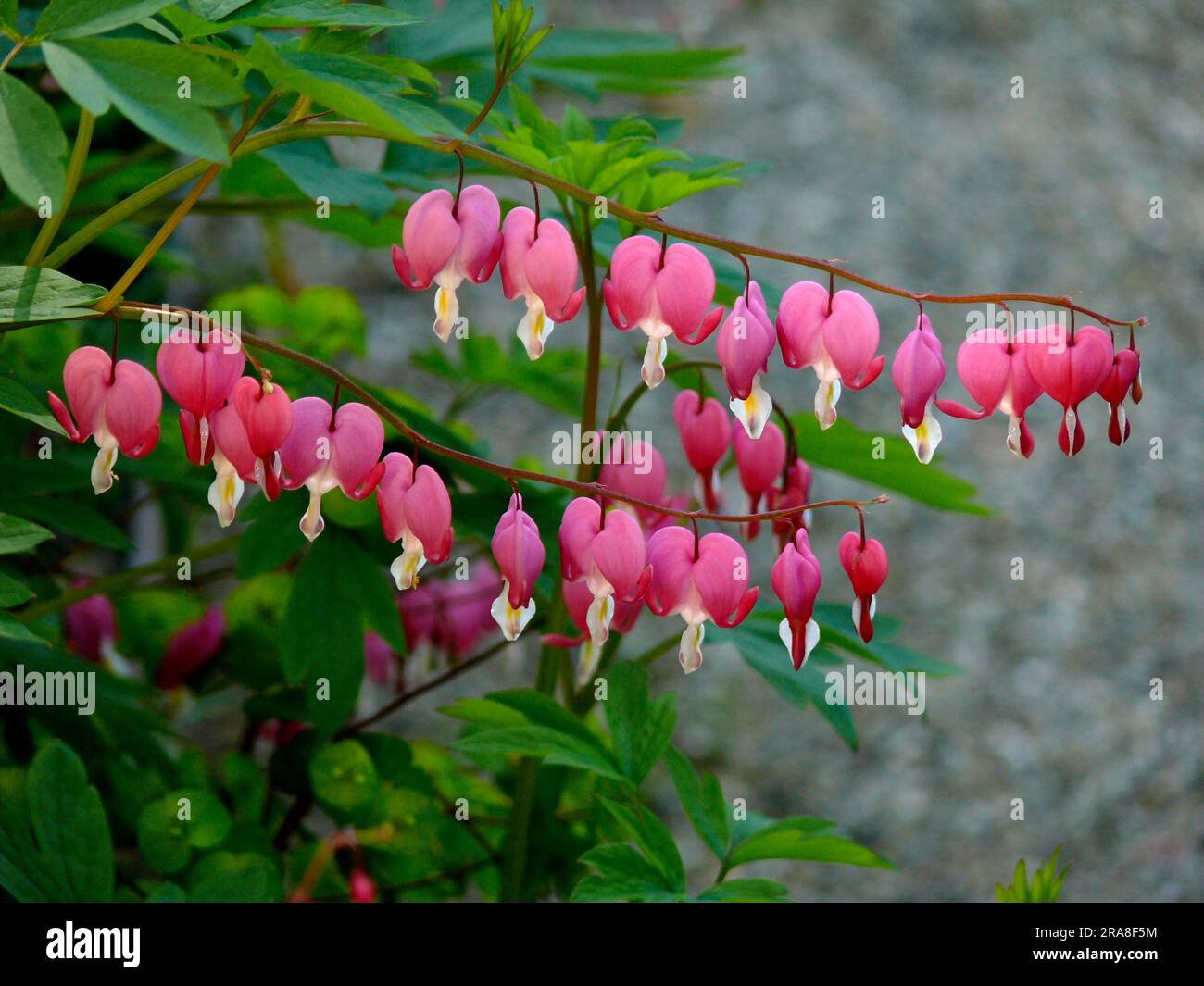Tearing Heart, bleeding-heart (Dicentra), Bleeding Heart, False Heart ...