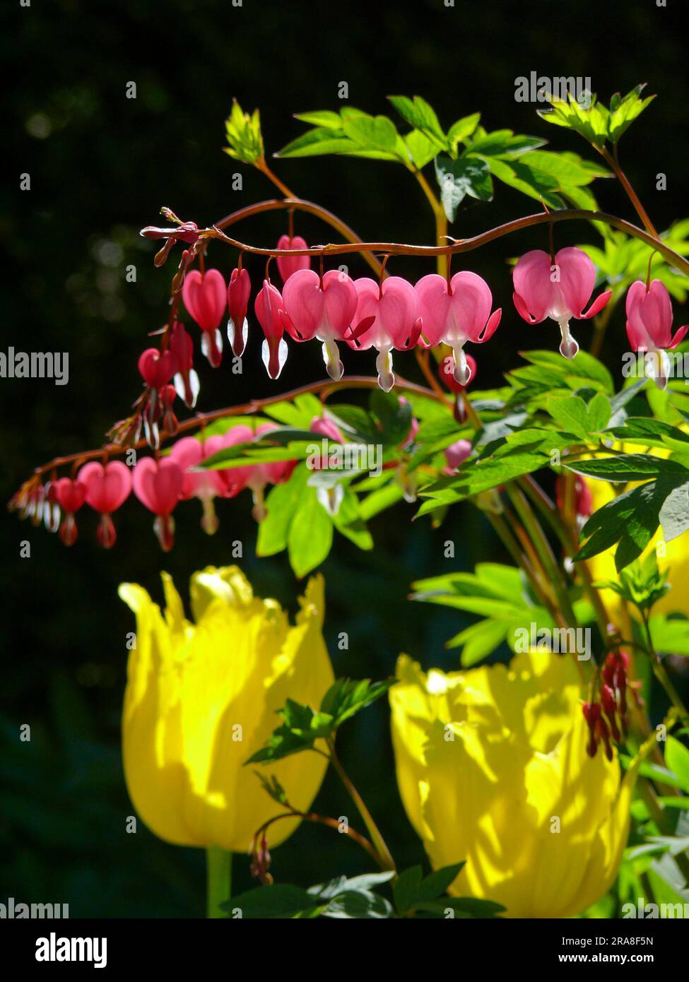 Tearing Heart, bleeding-heart (Dicentra), Bleeding Heart, False Heart ...
