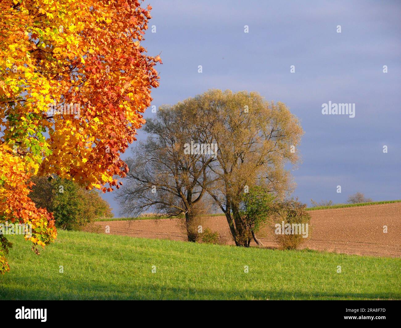 Deciduous trees in autumn, maple trees in autumn, willow tree, near ...