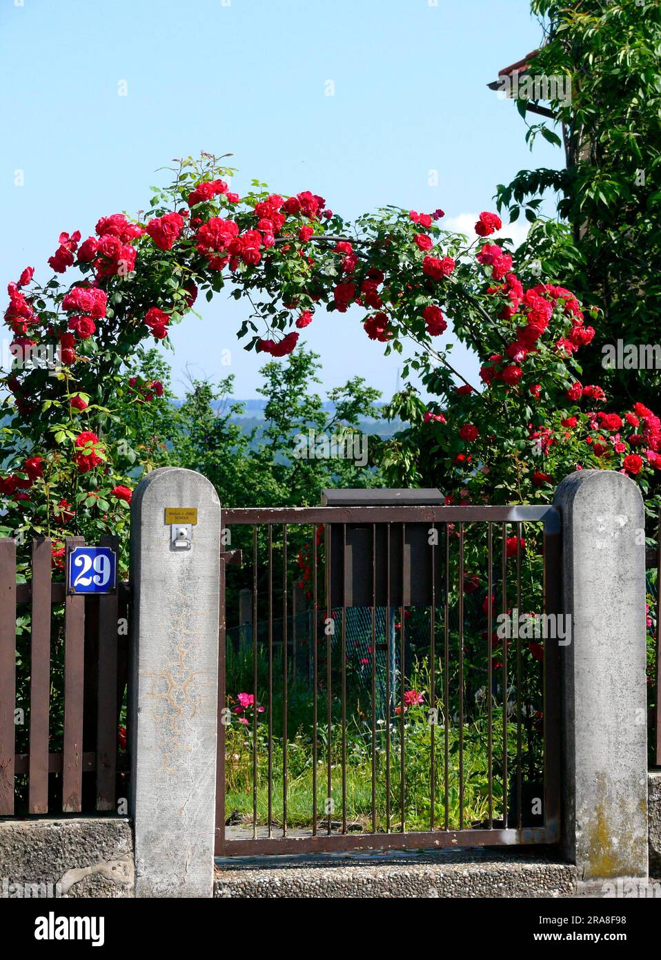 Climbing Roses, Rose Arch Stock Photo - Alamy
