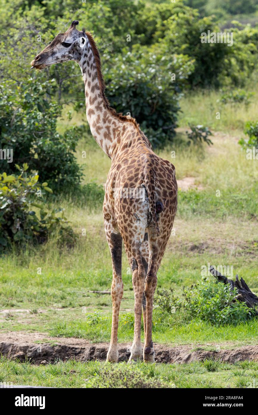 The slender horn of a female Giraffe is a quick and easy way to ...