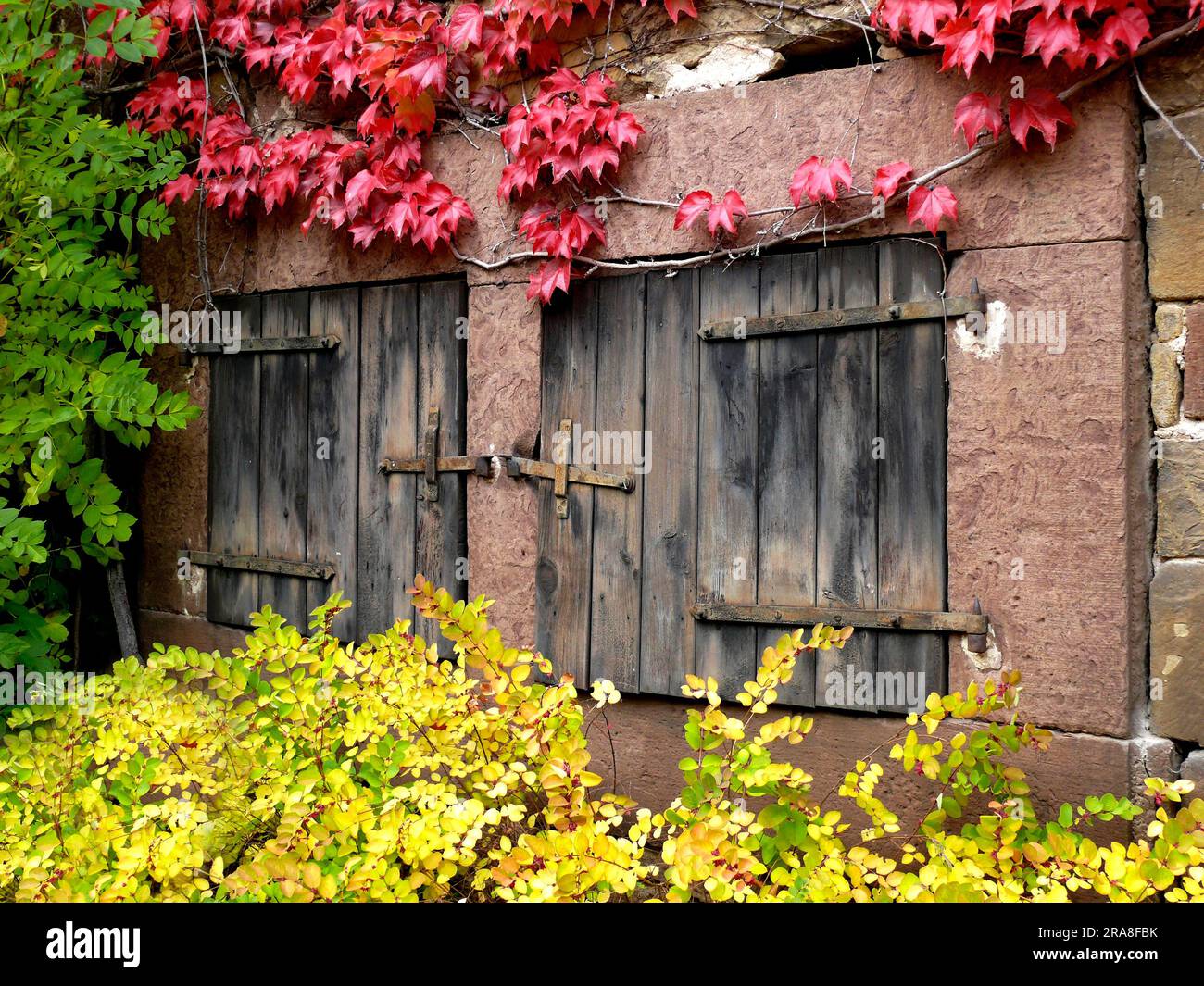 Wild vine in autumn on house wall, on gate, wooden gate, on window, on ...
