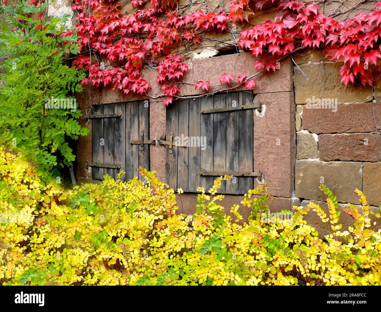 Wild vine in autumn on house wall, on gate, wooden gate, on window, on ...