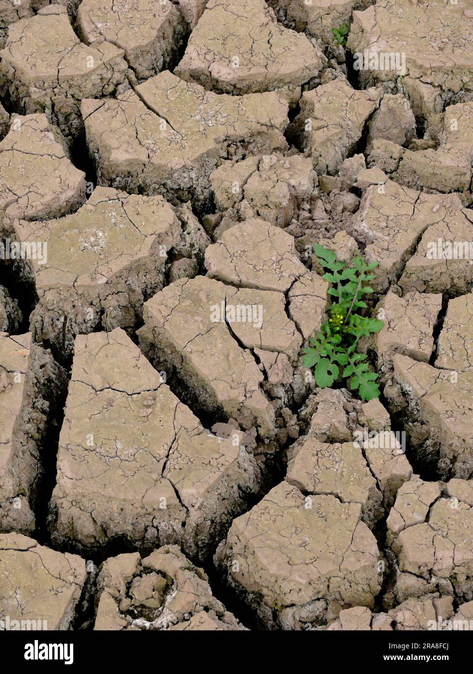 Cracks in the parched earth, great drought, weeds do not fade away ...