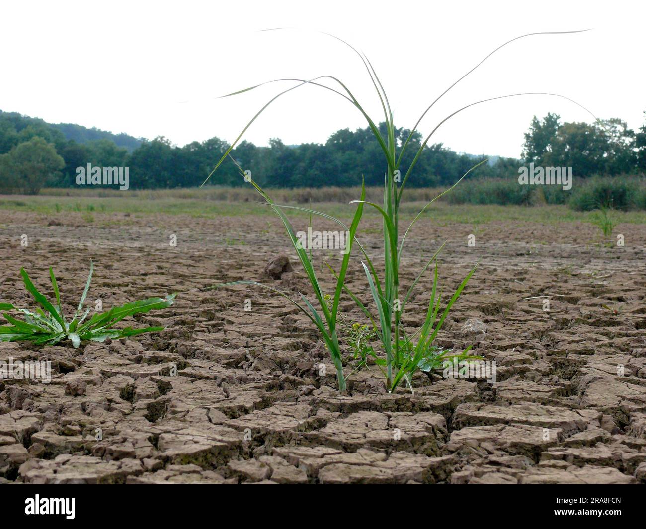 Cracks in the parched soil, great drought, partial summering in the ...