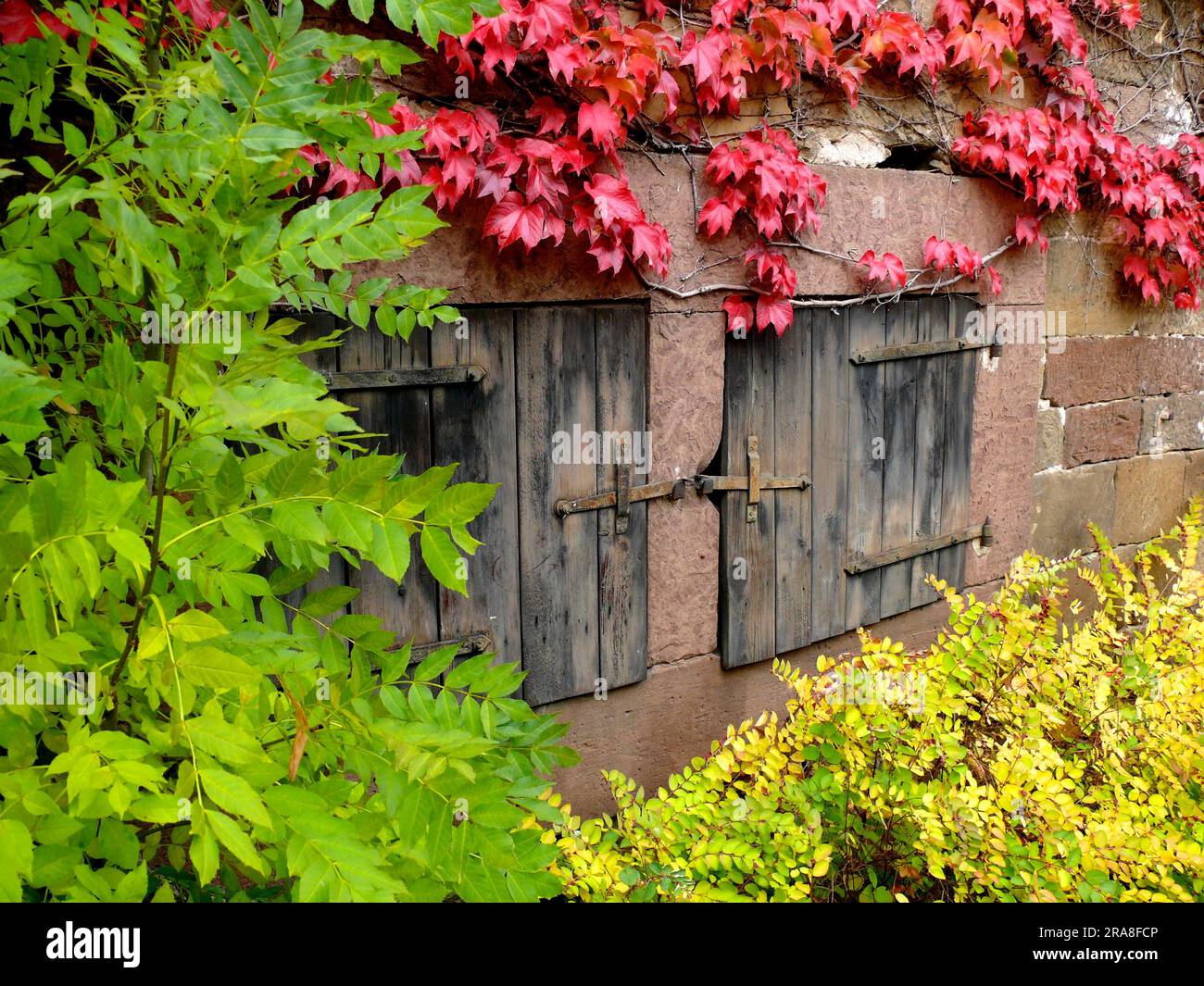 Wild vine in autumn on house wall, on gate, wooden gate, on window, on ...