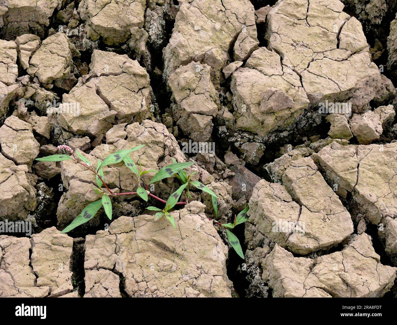 Cracks in the parched earth, great drought, weeds do not fade away ...