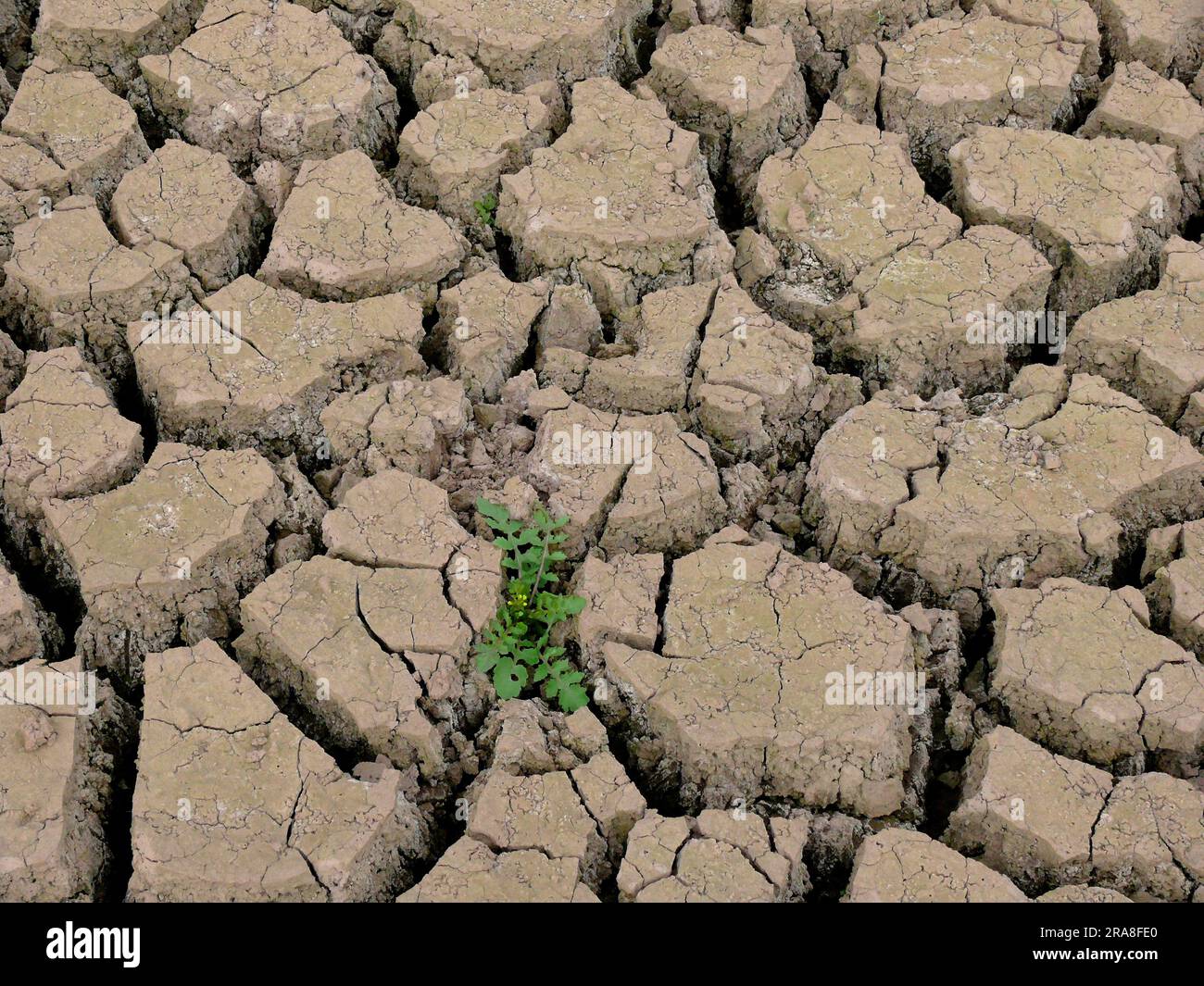 Cracks in the parched earth, great drought, weeds do not fade away ...