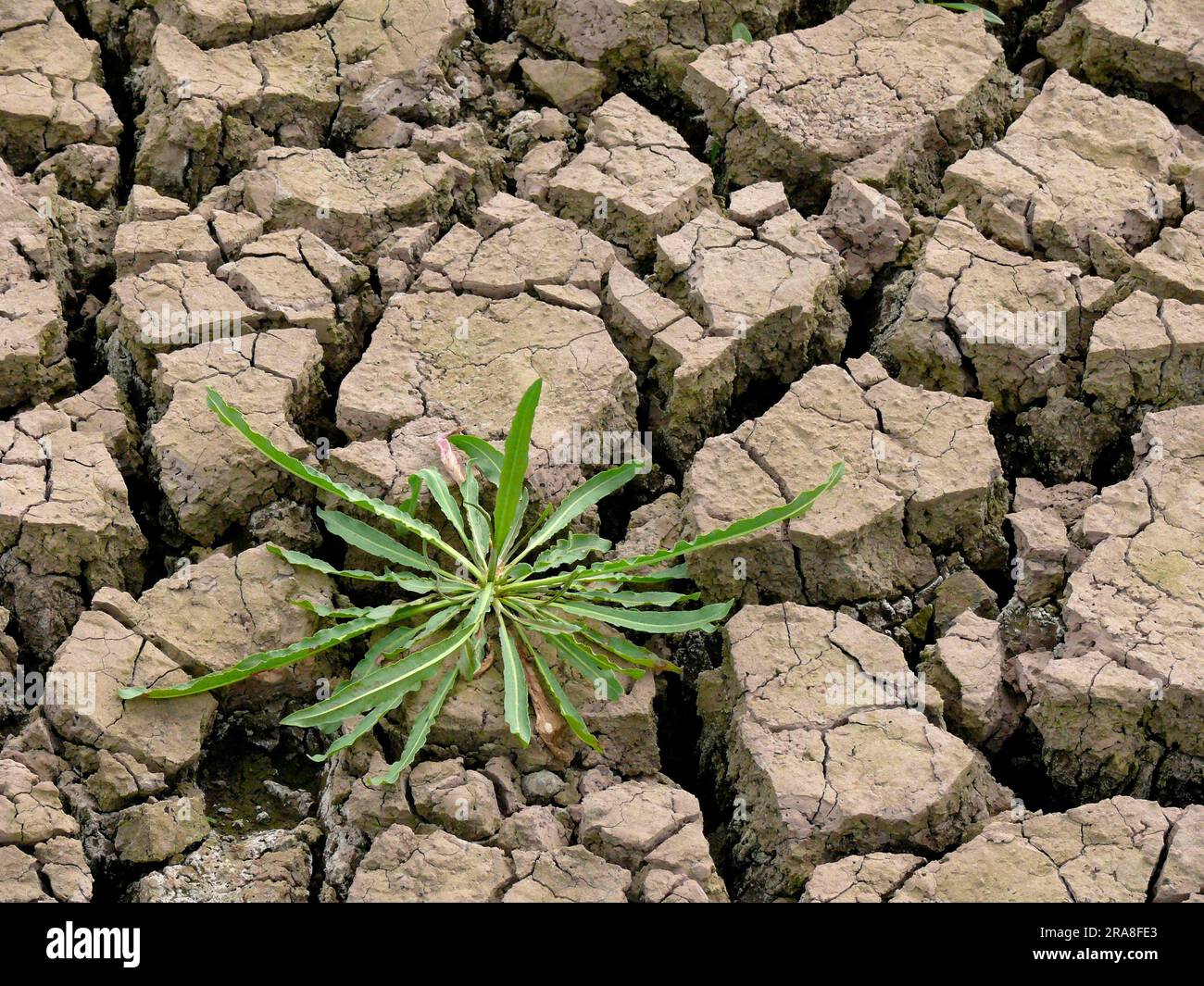 Cracks in the parched earth, great drought, weeds do not fade away ...