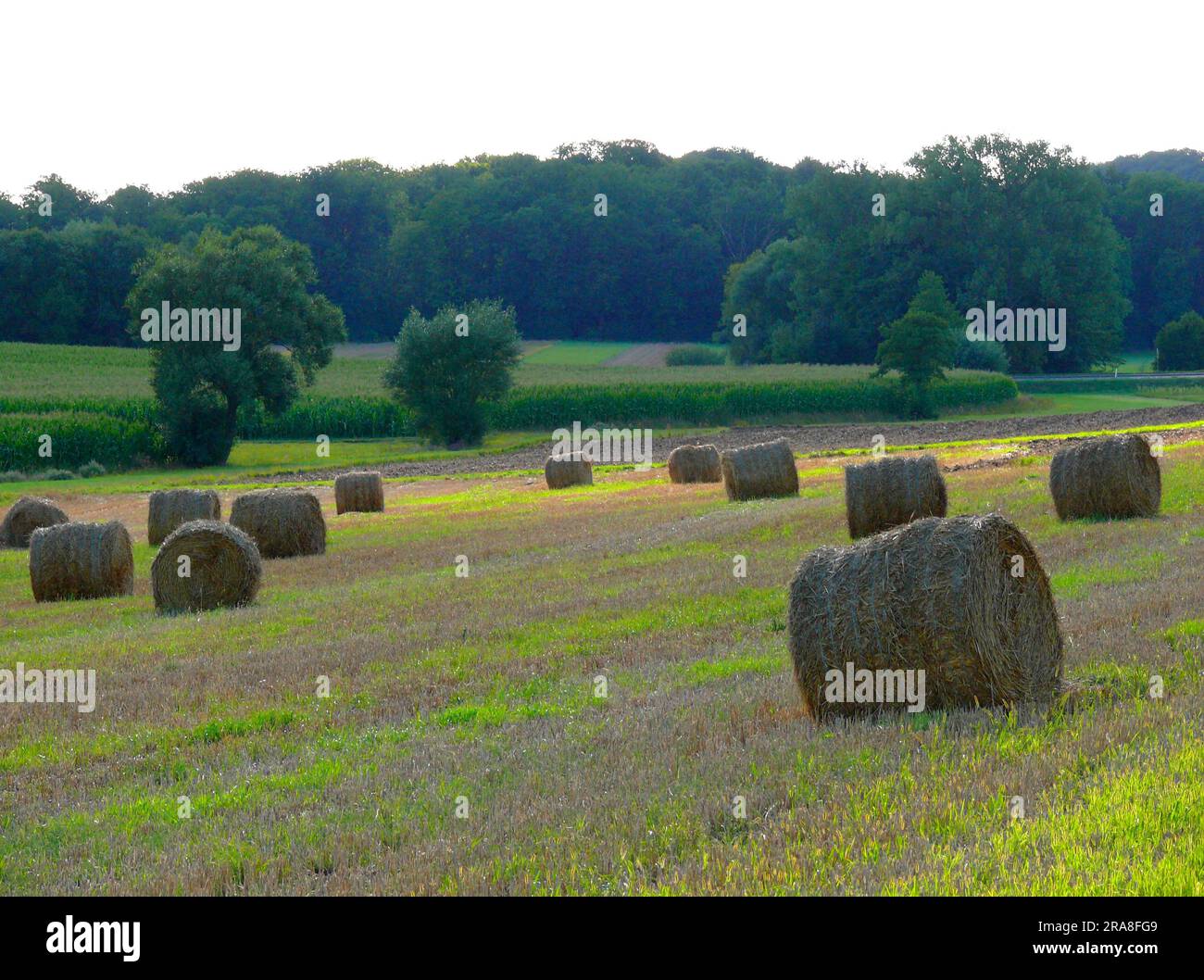 Grain harvest, straw bales near Muehlacker, fruit tree Stock Photo - Alamy