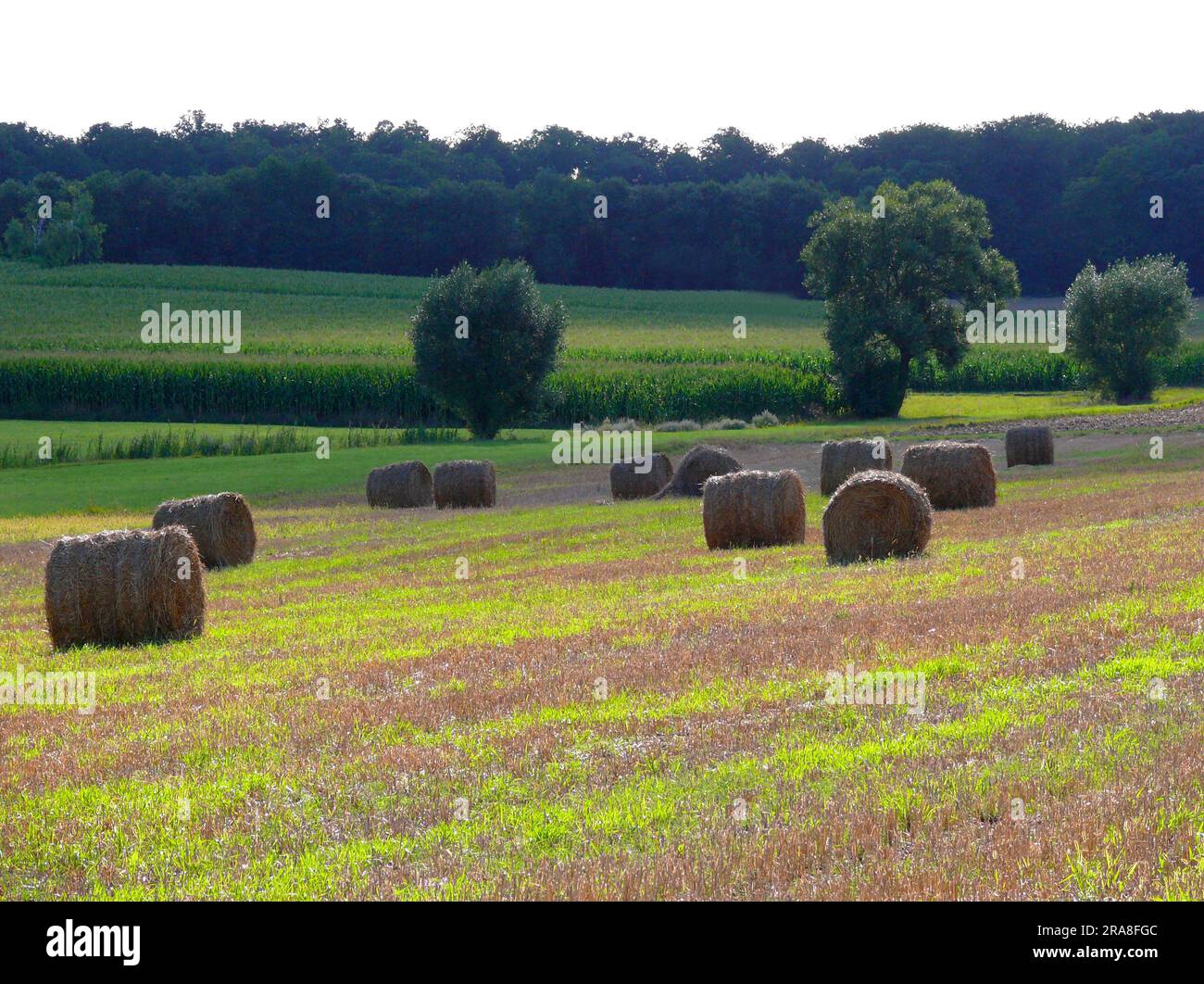 Grain harvest, straw bales near Muehlacker, fruit tree Stock Photo - Alamy