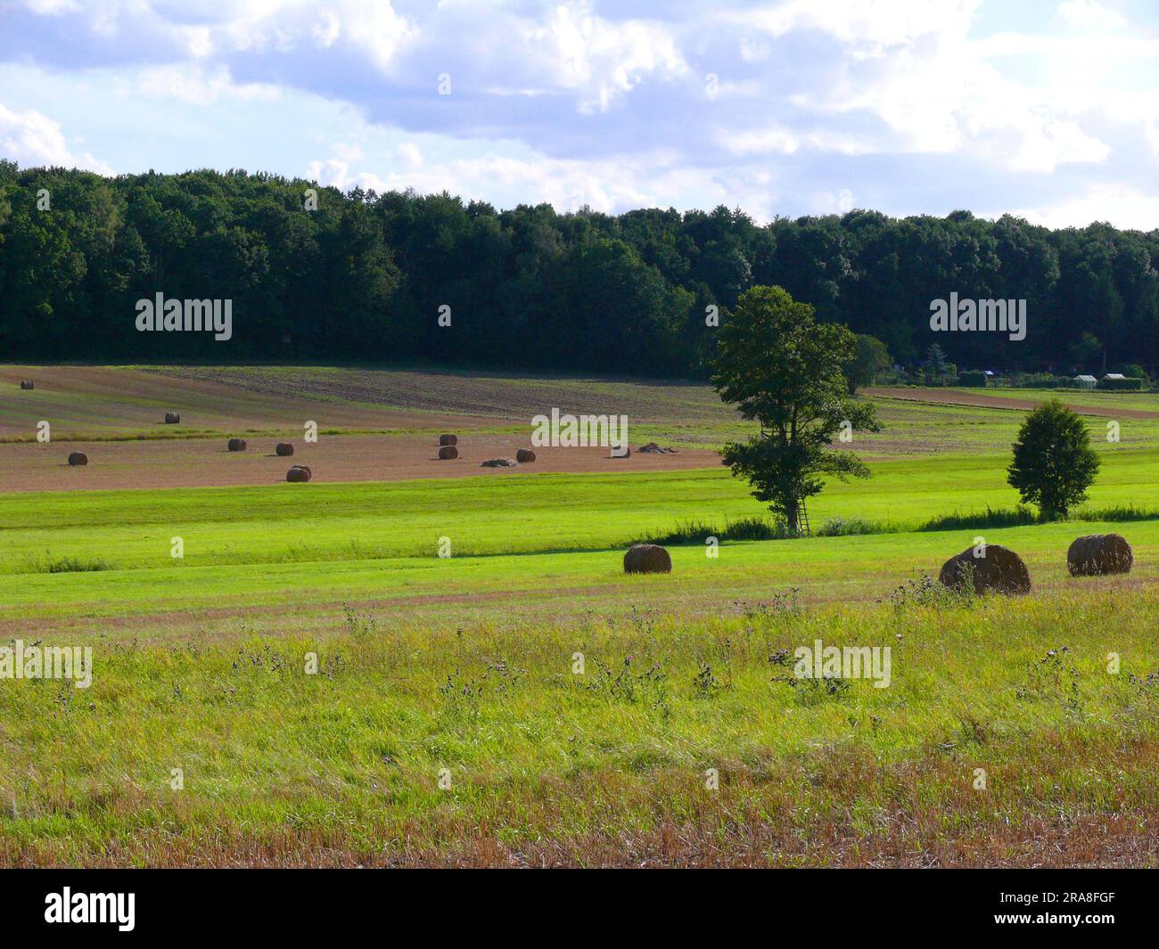 Grain harvest, straw bales near Muehlacker, fruit tree Stock Photo - Alamy