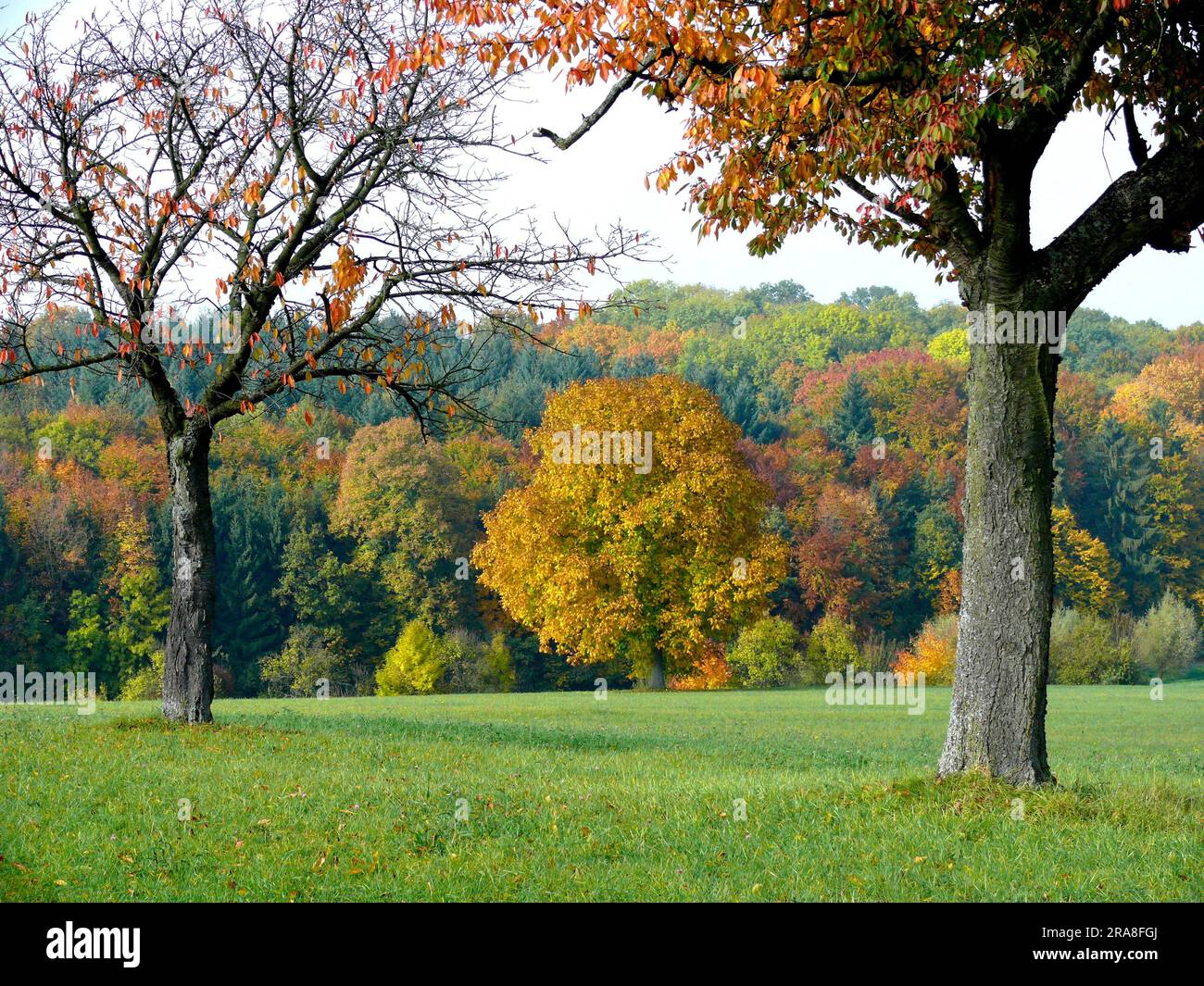 Walnut grove in autumn hi-res stock photography and images - Alamy