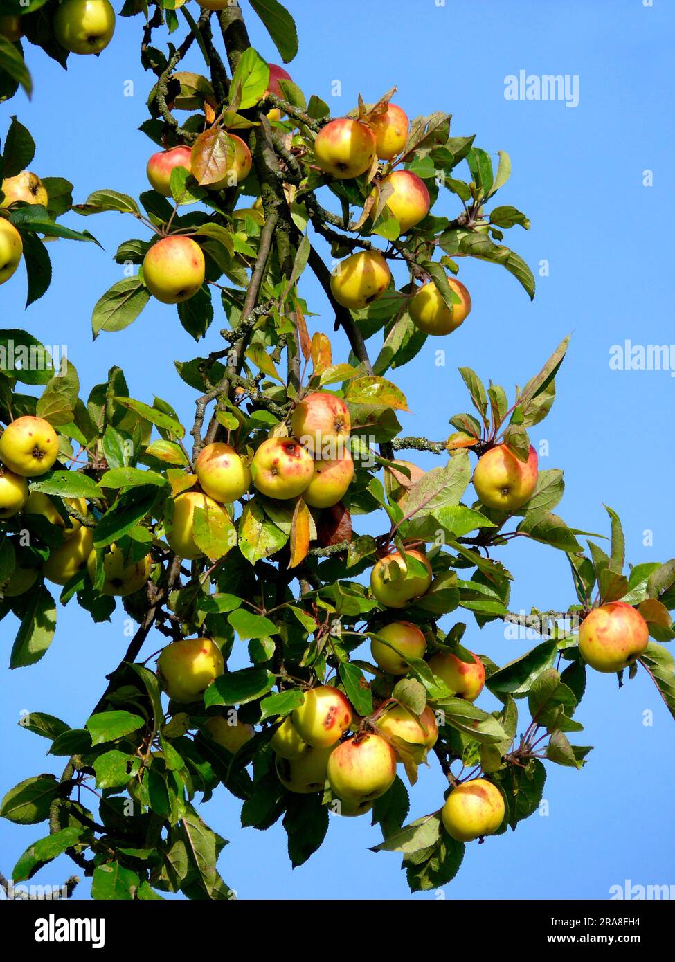 Apple tree in front of trees in autumn Stock Photo - Alamy