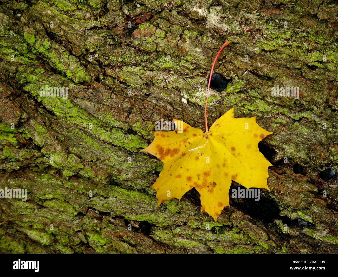 Autumn in oak maple forest hi-res stock photography and images - Alamy
