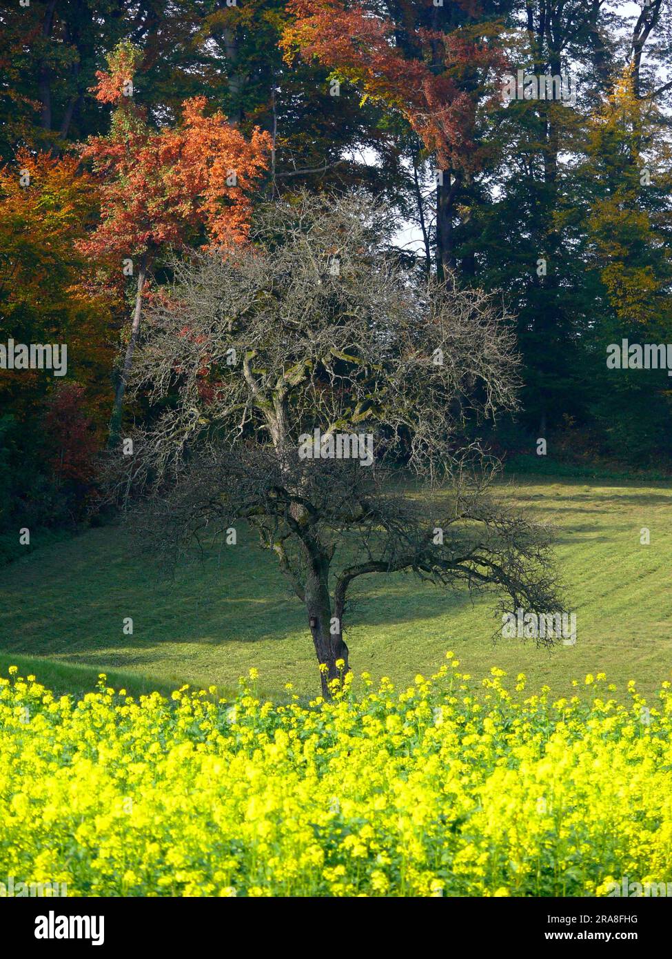 Pear tree in front of autumn forest, mustard field, field mustard ...
