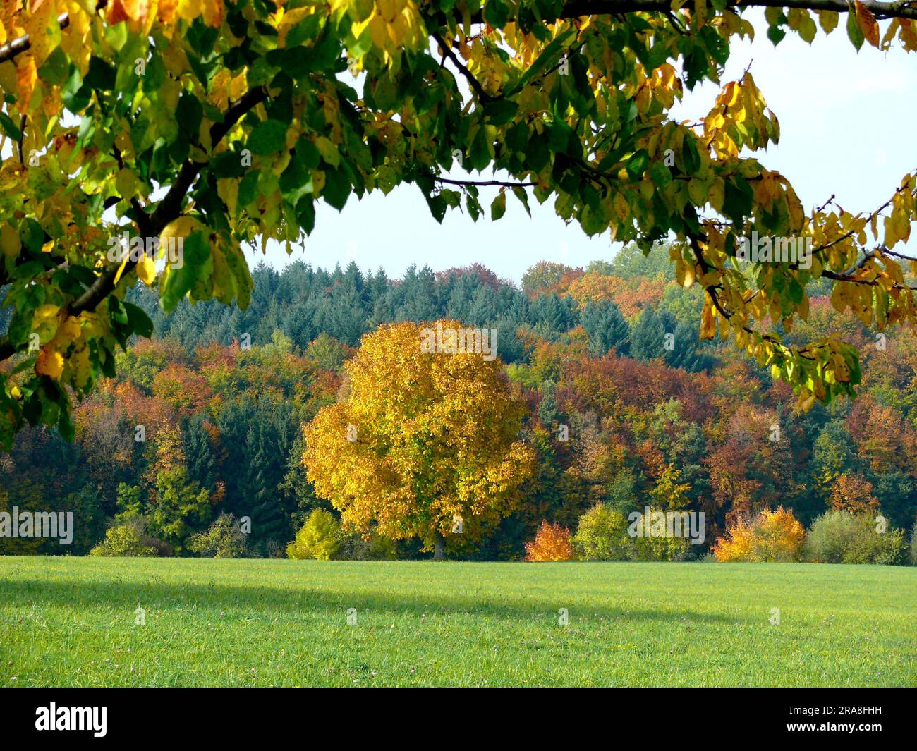 Grove walnut trees hi-res stock photography and images - Alamy