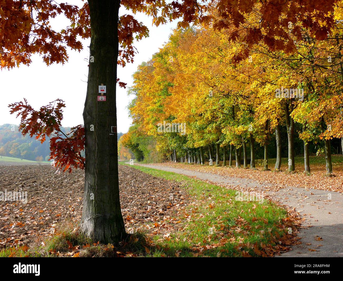 Group of trees in cultural landscape hi-res stock photography and ...