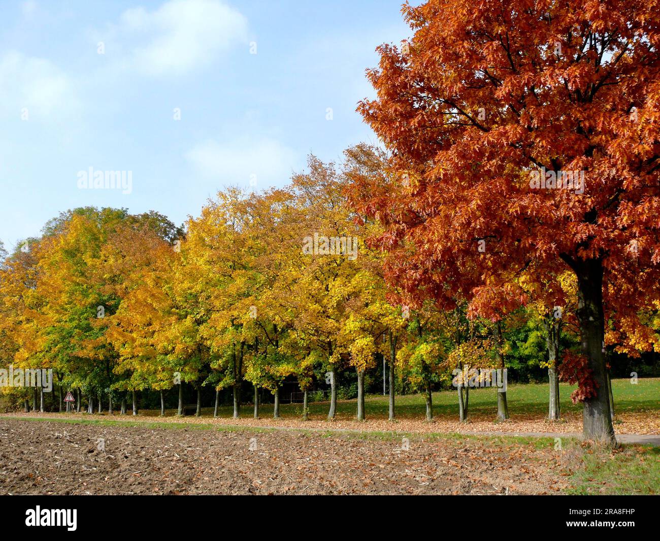 Group of trees in cultural landscape hi-res stock photography and ...