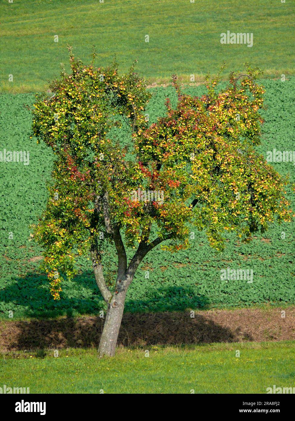 Apple tree in autumn Stock Photo - Alamy