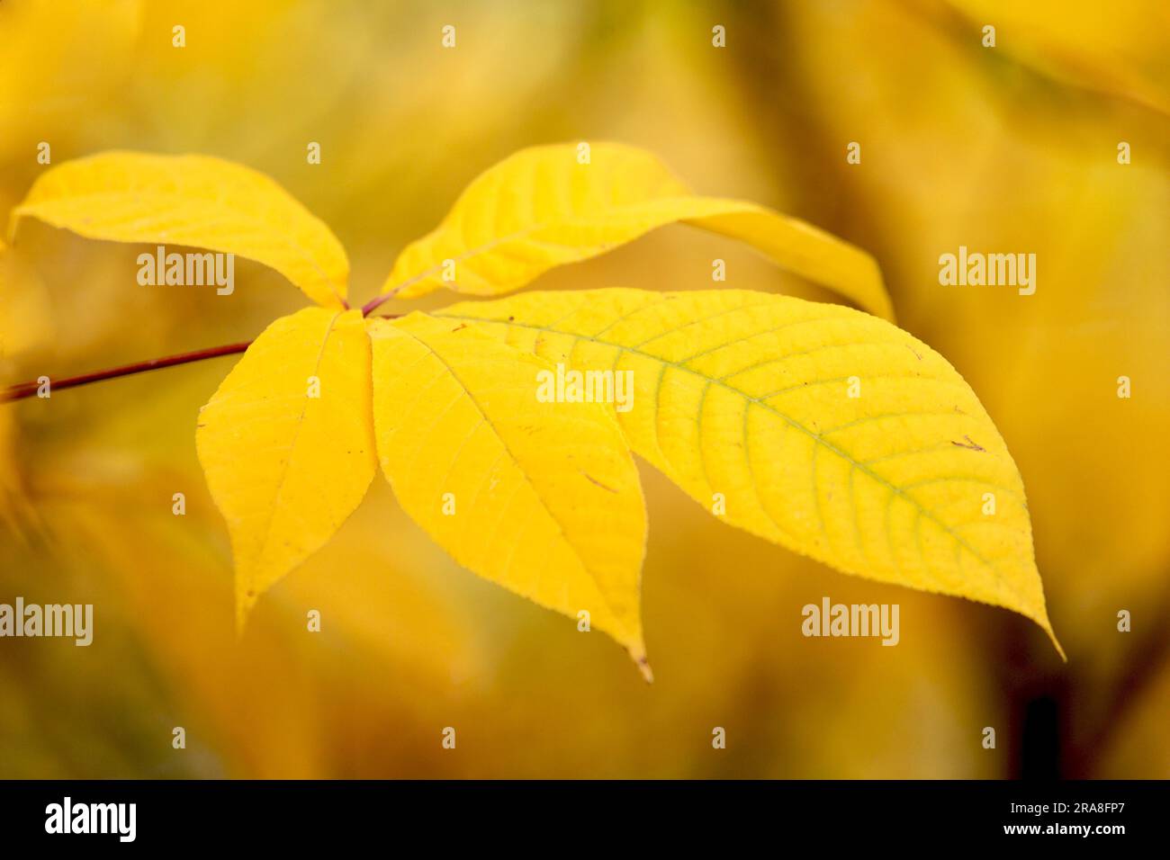 Walnut and leaf hi-res stock photography and images - Alamy