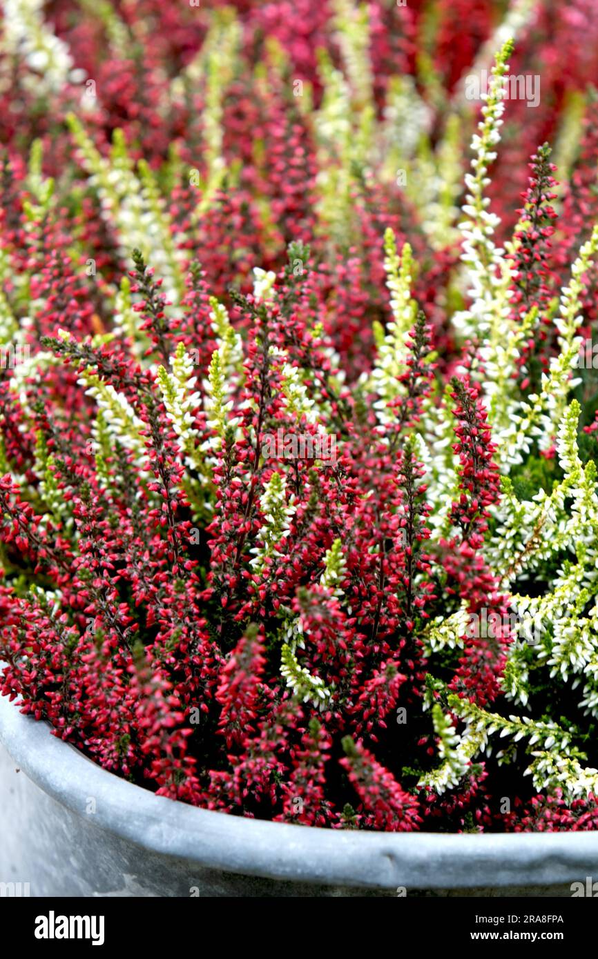 White heather garden hi-res stock photography and images - Alamy