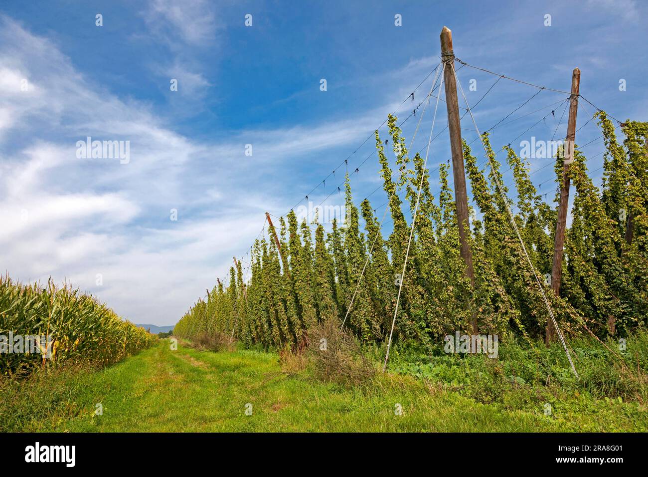 Hop field, common hop (Humulus Stock Photo - Alamy