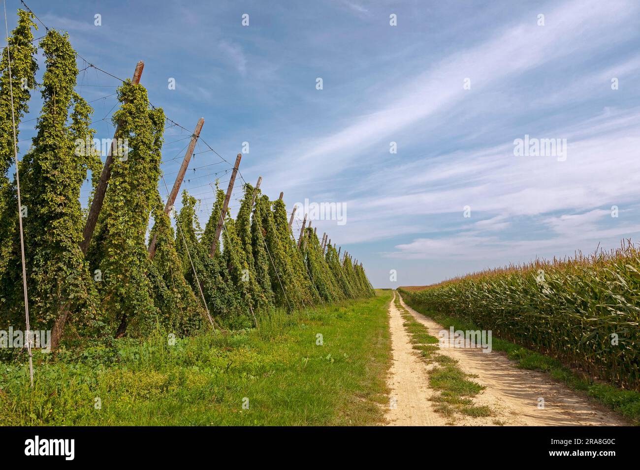 Hop field, common hop (Humulus Stock Photo - Alamy