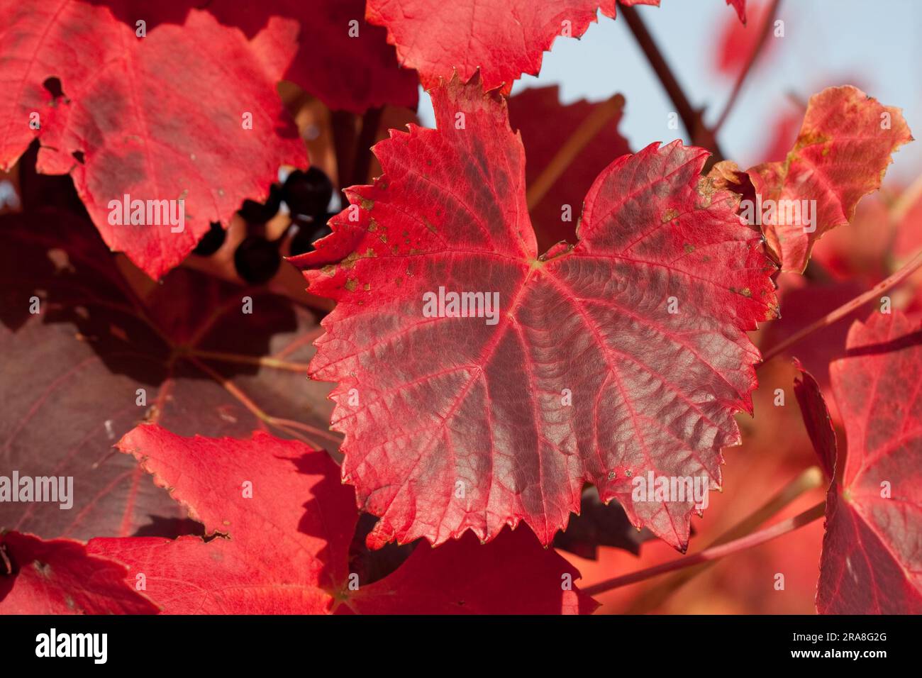 Color of leave hi-res stock photography and images - Alamy
