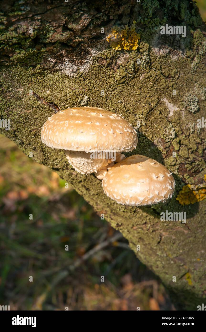 Yellow shelf or bracket fungus growing on a tree trunk covered with ...