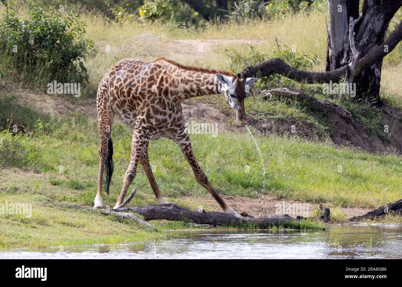 A young male Giraffe springs back into the upright position after ...