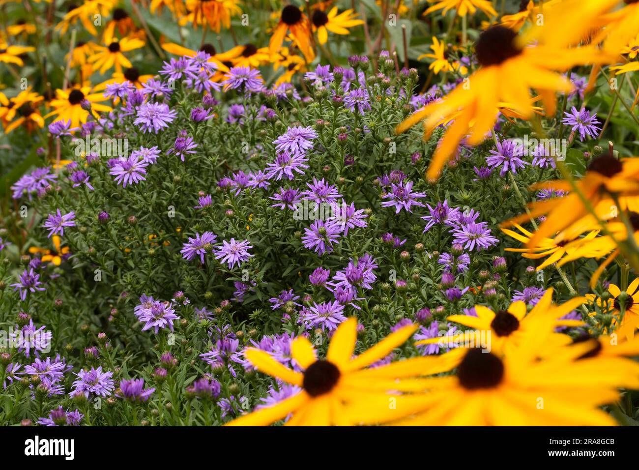 Symphyotrichum dumosum 'Prof. Anton Kippenberg' (Synonym - Aster ...